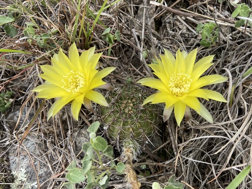 Subspecies Lobivia aurea aurea · iNaturalist United Kingdom
