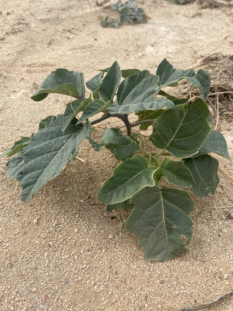 Sacred Datura from Copper Moon Ln, Joshua Tree, CA, US on November 1 ...