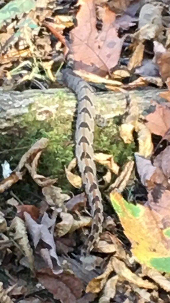 Timber Rattlesnake in November 2021 by andrewturnerfbc · iNaturalist