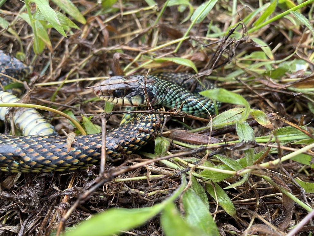 Speckled Racer from Chocamán, VER, MX on October 29, 2021 at 05:29 PM ...