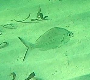 Gerres longirostris (Lacepède, 1801)