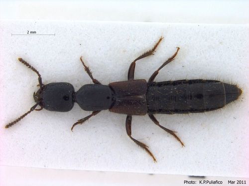 Otagonia nunni · iNaturalist