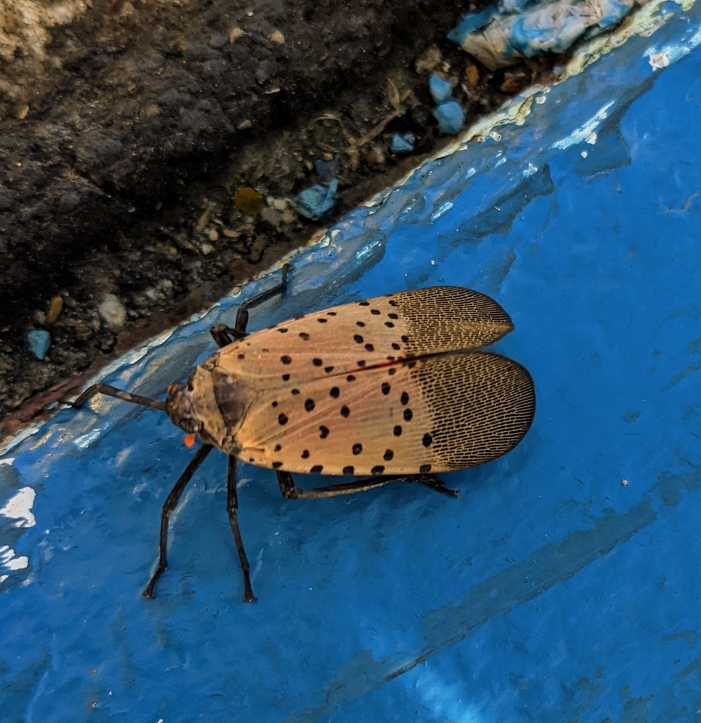 Spotted Lanternfly from Old Goucher, Baltimore, MD 21218, USA on ...