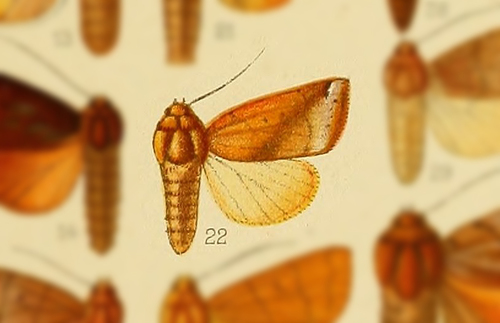 Xenochroa diagona · iNaturalist