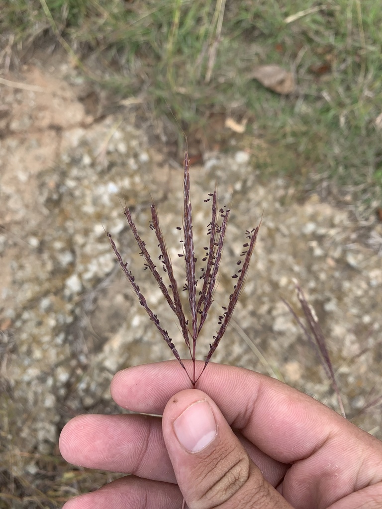 King Ranch Bluestem Identification at Roy Leavitt blog