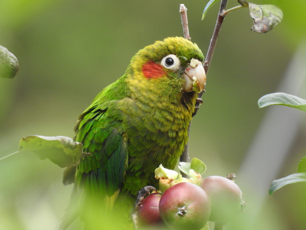 Sulphur-winged Parakeet (Birds of Santa Fe) · iNaturalist