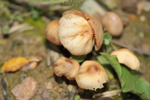 Bigheaded Conecap (Conocybe macrocephala) · iNaturalist