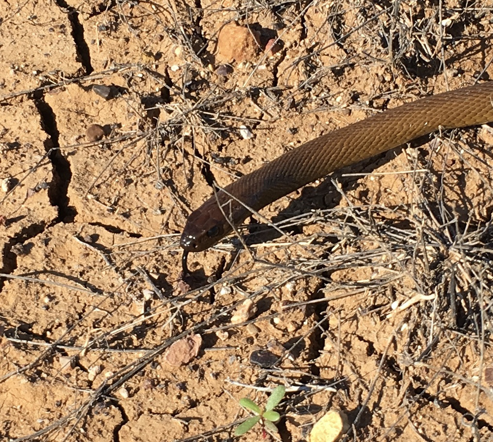 Inland Taipan in November 2017 by stevethesnakeguy · iNaturalist