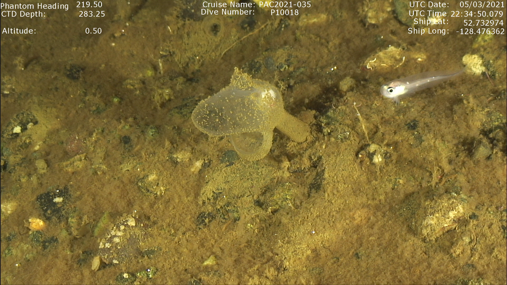 Predatory Tunicate from Finlayson Channel on May 3, 2021 by sharon ...