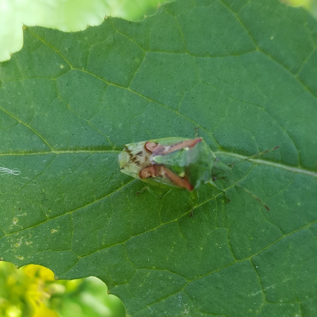 Juniper Shield Bug from Stour fields on November 07, 2021 at 10:57 AM ...