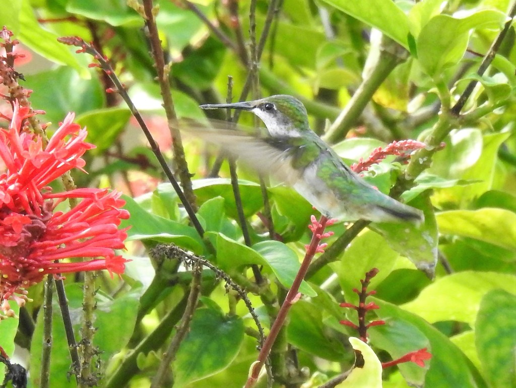 Ruby-throated Hummingbird from Boynton Beach, FL, USA on November 09 ...