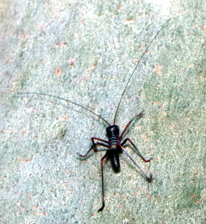 Torbia in October 2021 by juliegraham173 · iNaturalist