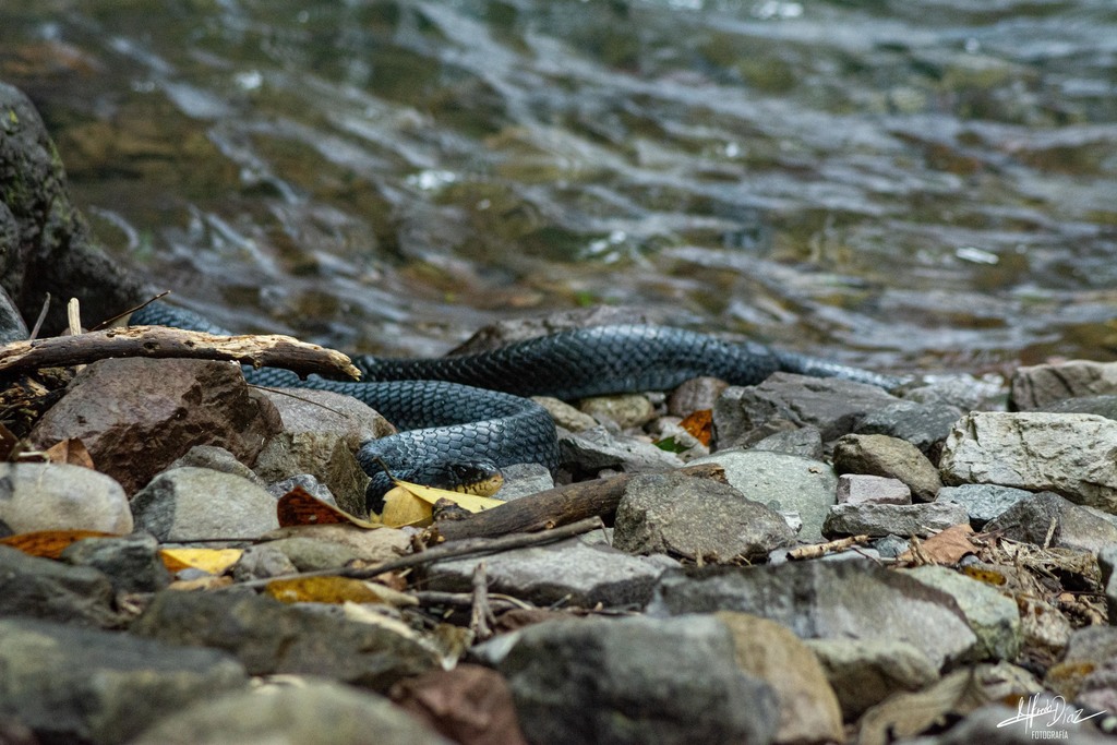 Central American Indigo Snake from Coquimatlán, Col., México on ...