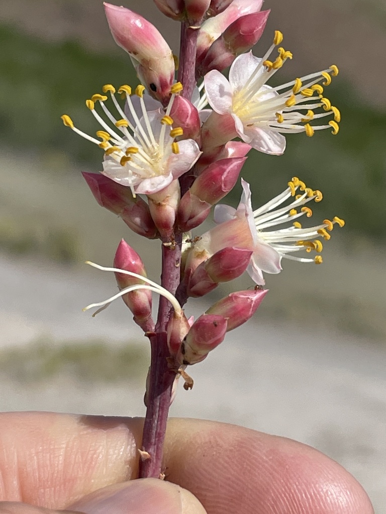 Pichilingue in November 2021 by jrebman · iNaturalist