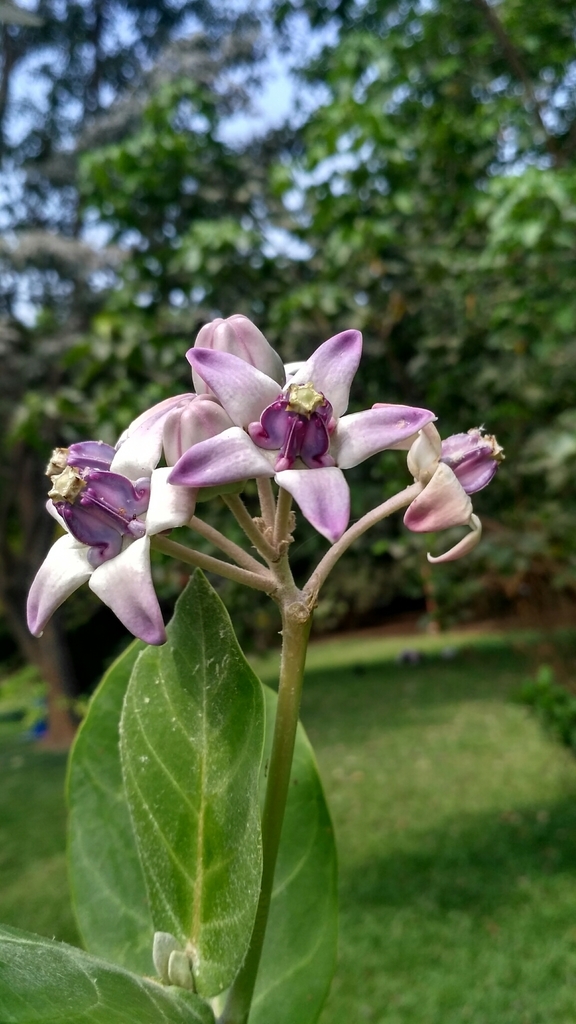 crown flower from 2, WG Union Rd, Azad Nagar, Colaba, Mumbai ...