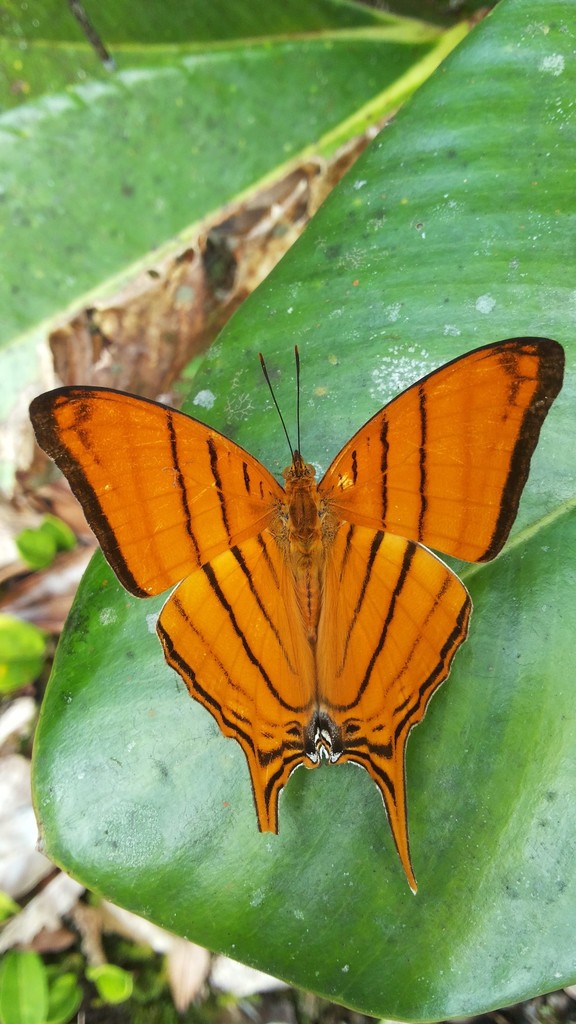 Orange Daggerwing from Mitú, Vaupes, Colombia on 05 October, 2014 at 07 ...