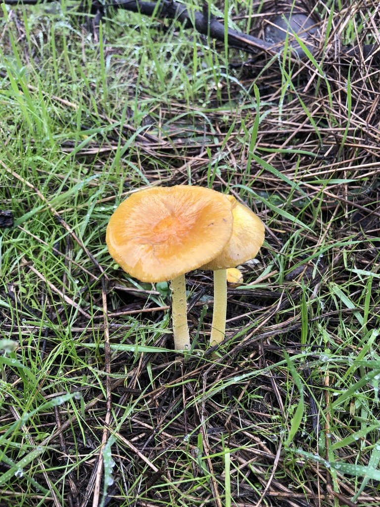 Golden Waxy Cap from Golden Gate Park, San Francisco, CA, US on ...