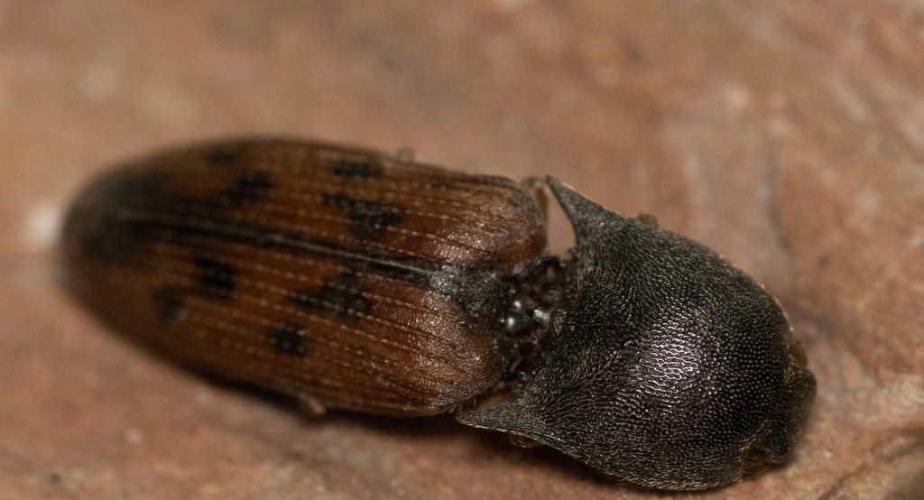 Conoderus from Las Heras, Mendoza, Argentina on November 09, 2021 at 07 ...