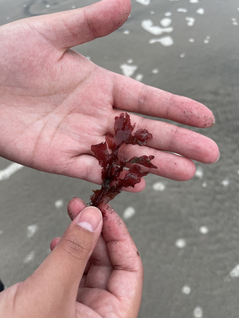 Cryptopleura from Half Moon Bay, Half Moon Bay, CA, US on September 11 ...