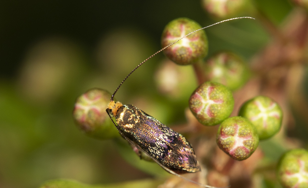 Nemophora from Iguana Creek VIC 3875, Australia on November 9, 2021 at ...