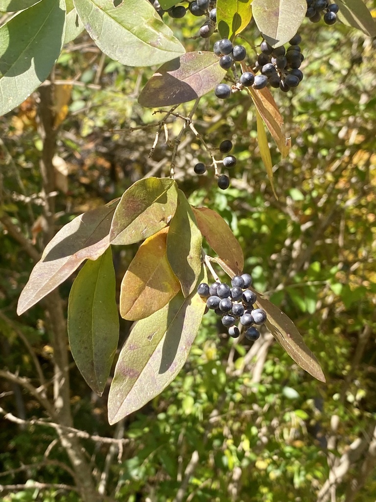 border privet from Nyack Beach State Park, Upper Nyack, NY, US on ...