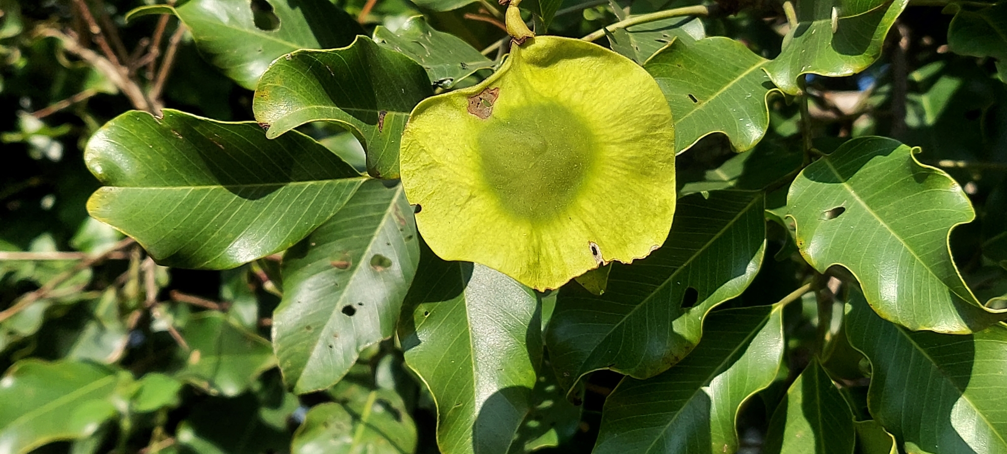 Pterocarpus marsupium Roxb.