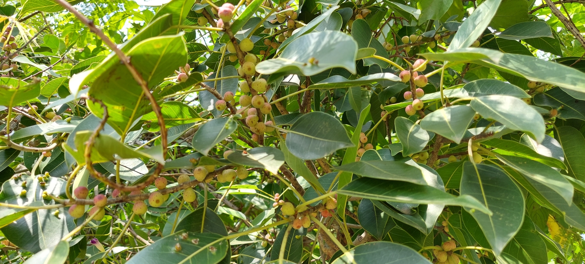 Ficus amplissima Sm.