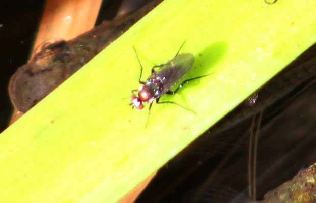 Tachytrechus from Riverside County, CA, USA on April 23, 2021 at 10:33 ...