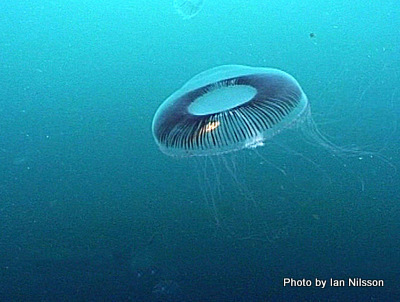 Crystal Jellies from Te Angiangi Marine Reserve on January 01, 2000 by ...
