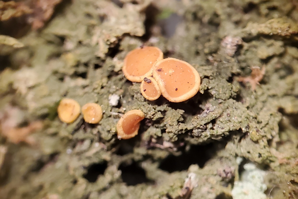 Orange Dimple Lichen from Monterey County, CA, USA on November 09, 2021 ...