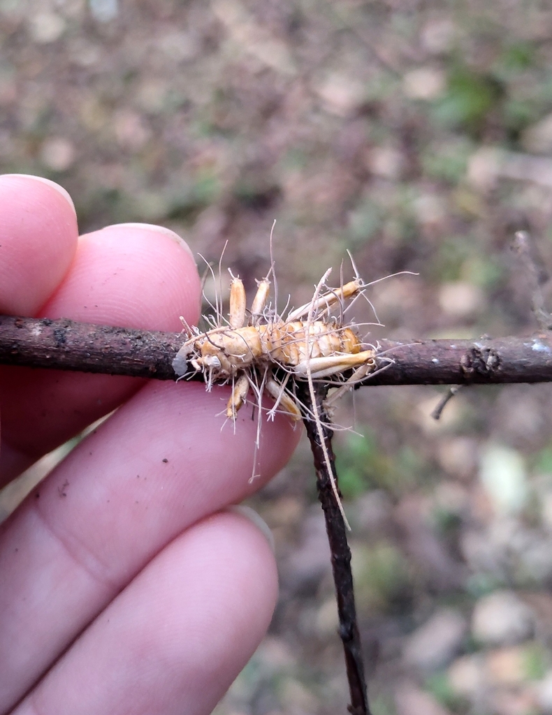 Akanthomyces from Buffalo Valley, TN 38548, USA on November 9, 2021 at ...
