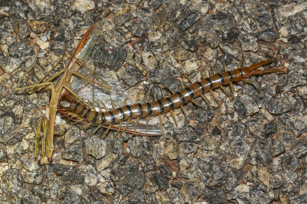Red-headed Centipede from Living Desert State Park, NSW on November 2 ...