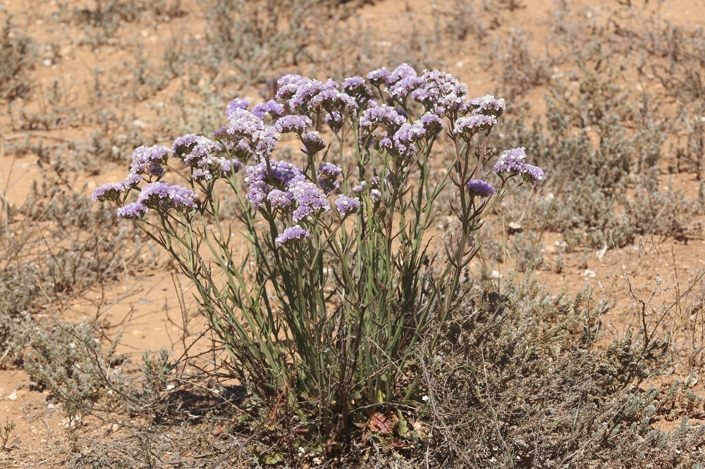 Blue statice from Living Desert State Park, NSW on November 1, 2021 at ...