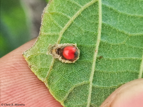 Novius punicus · iNaturalist