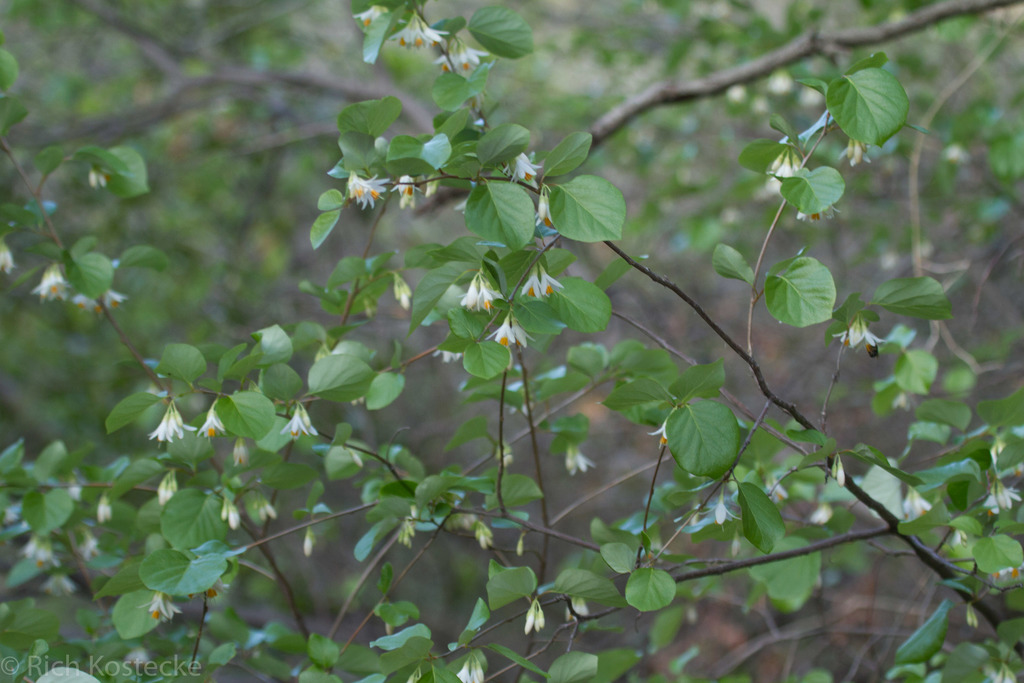 Texas Snowbells (Styrax platanifolius texanus) - Botanical Realm