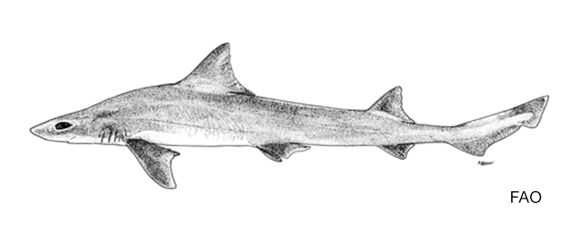 dwarf smooth-hound (Mustelus minicanis) - Marine Life Identification