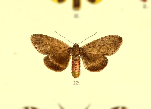 Lemyra sikkimensis · iNaturalist