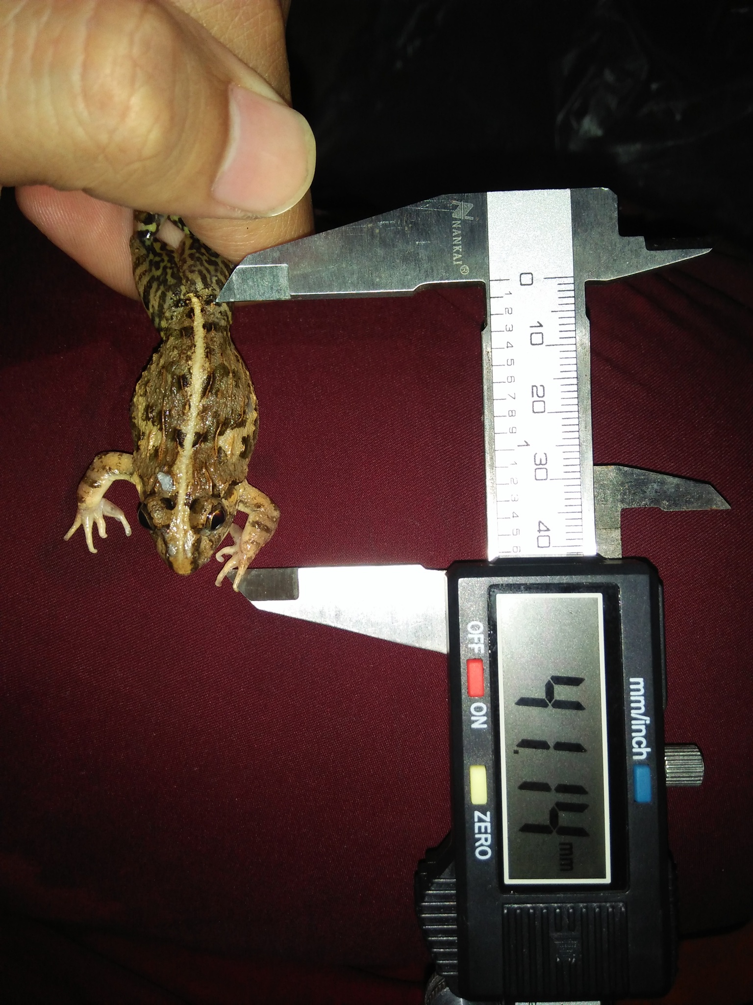 Fejervarya iskandari Veith, Kosuch, Ohler & Dubois, 2001