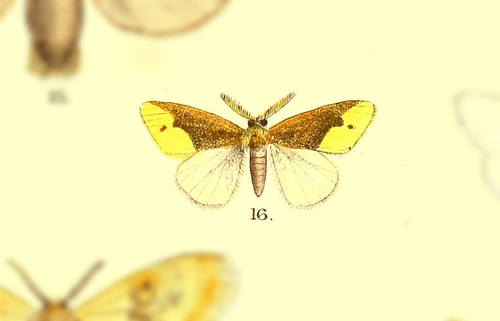 Euproctis basalis · iNaturalist