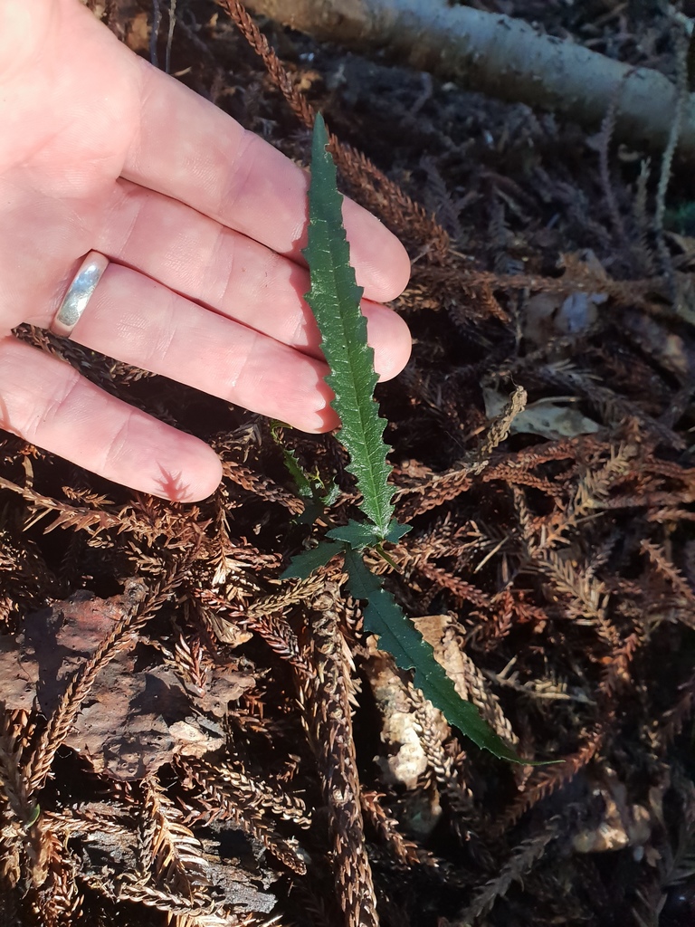 whalebone tree in July 2018 by pcopping_ecp · iNaturalist