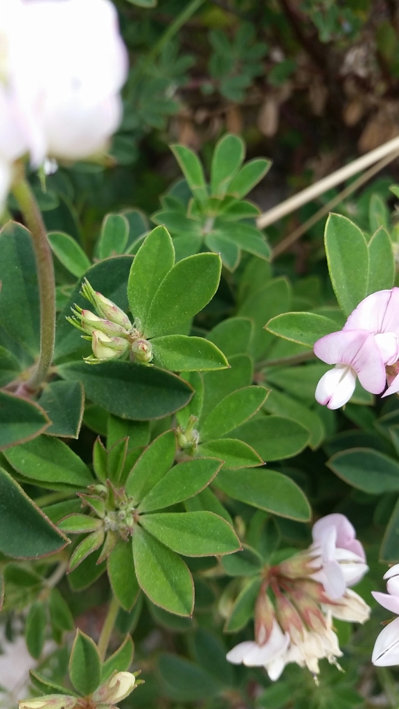 austral trefoil (Lotus australis) - Botanical Realm