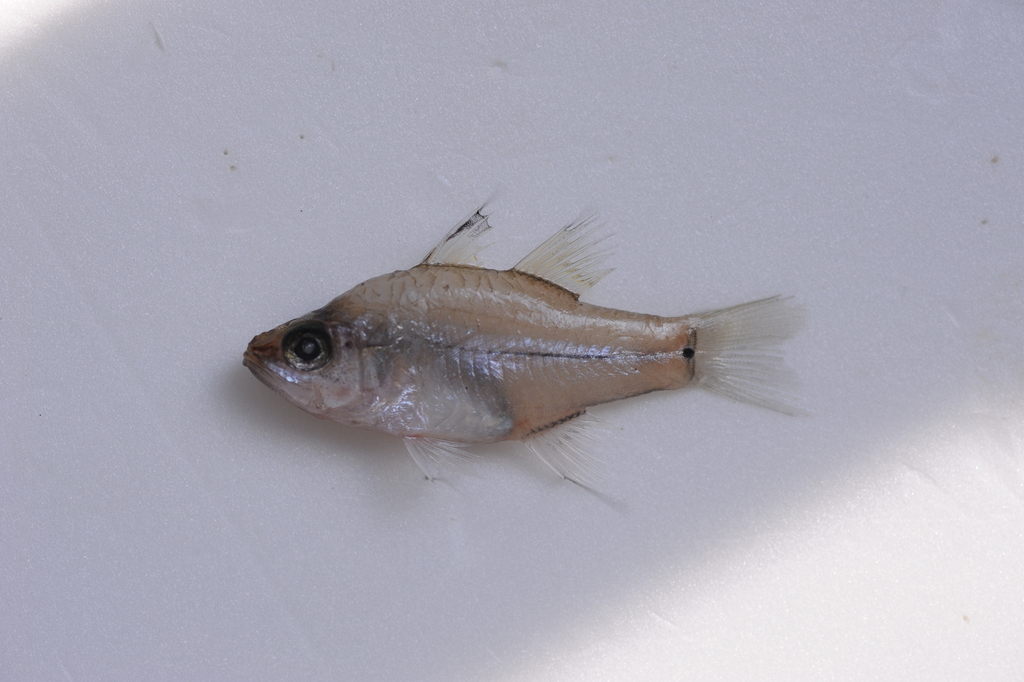 Pinstripe Cardinalfish (Fibramia lateralis) - Marine Life Identification