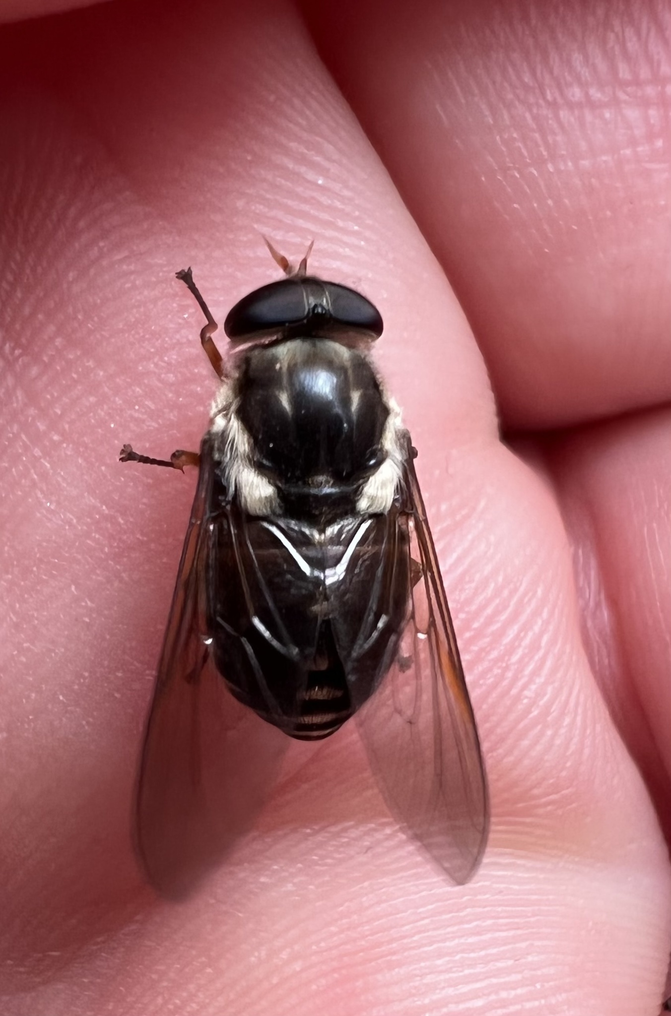 Scaptia media (Walker, 1848)