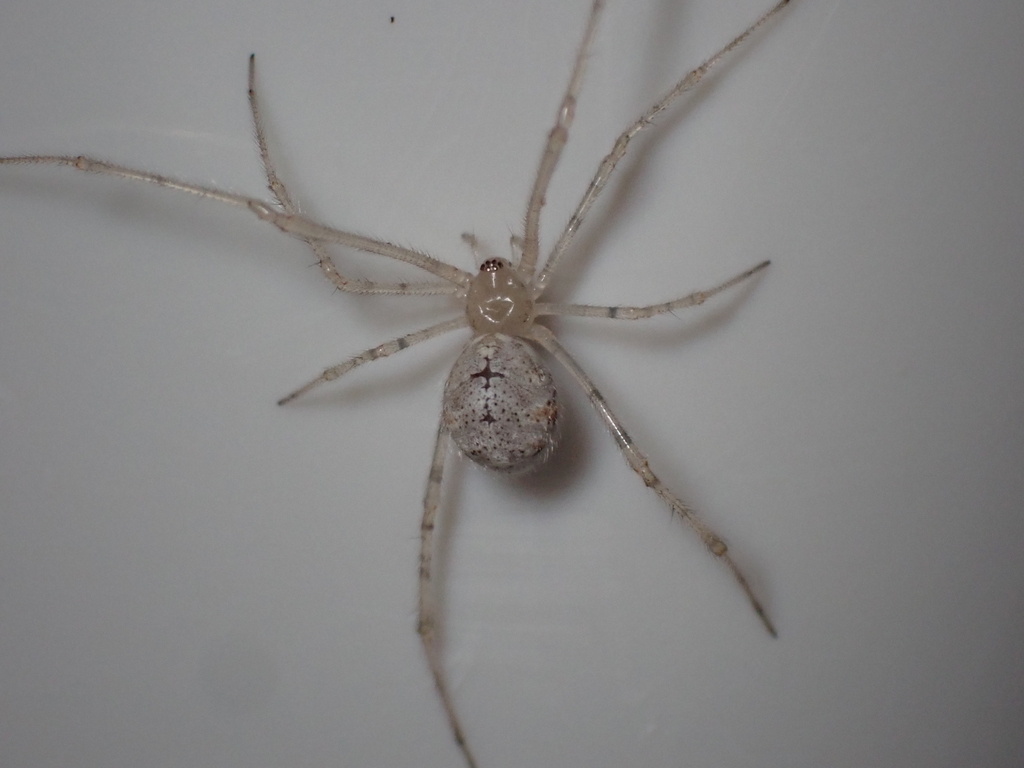 White porch spider from 4 Ronald Ct, Somerville VIC 3912, Australia on ...
