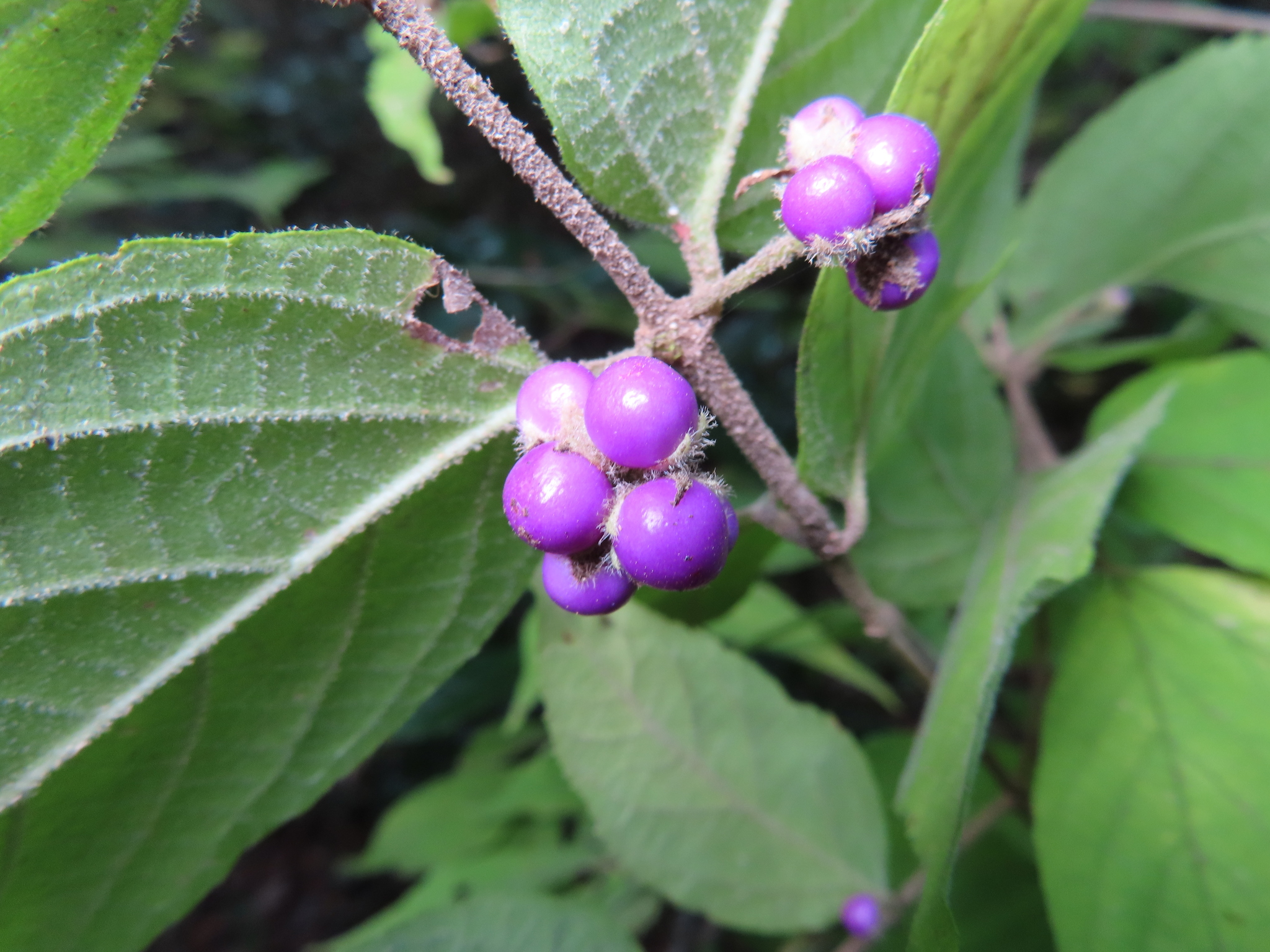 Callicarpa mollis Siebold & Zucc.