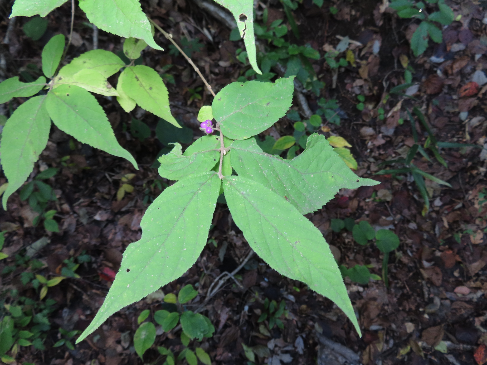 Callicarpa mollis Siebold & Zucc.