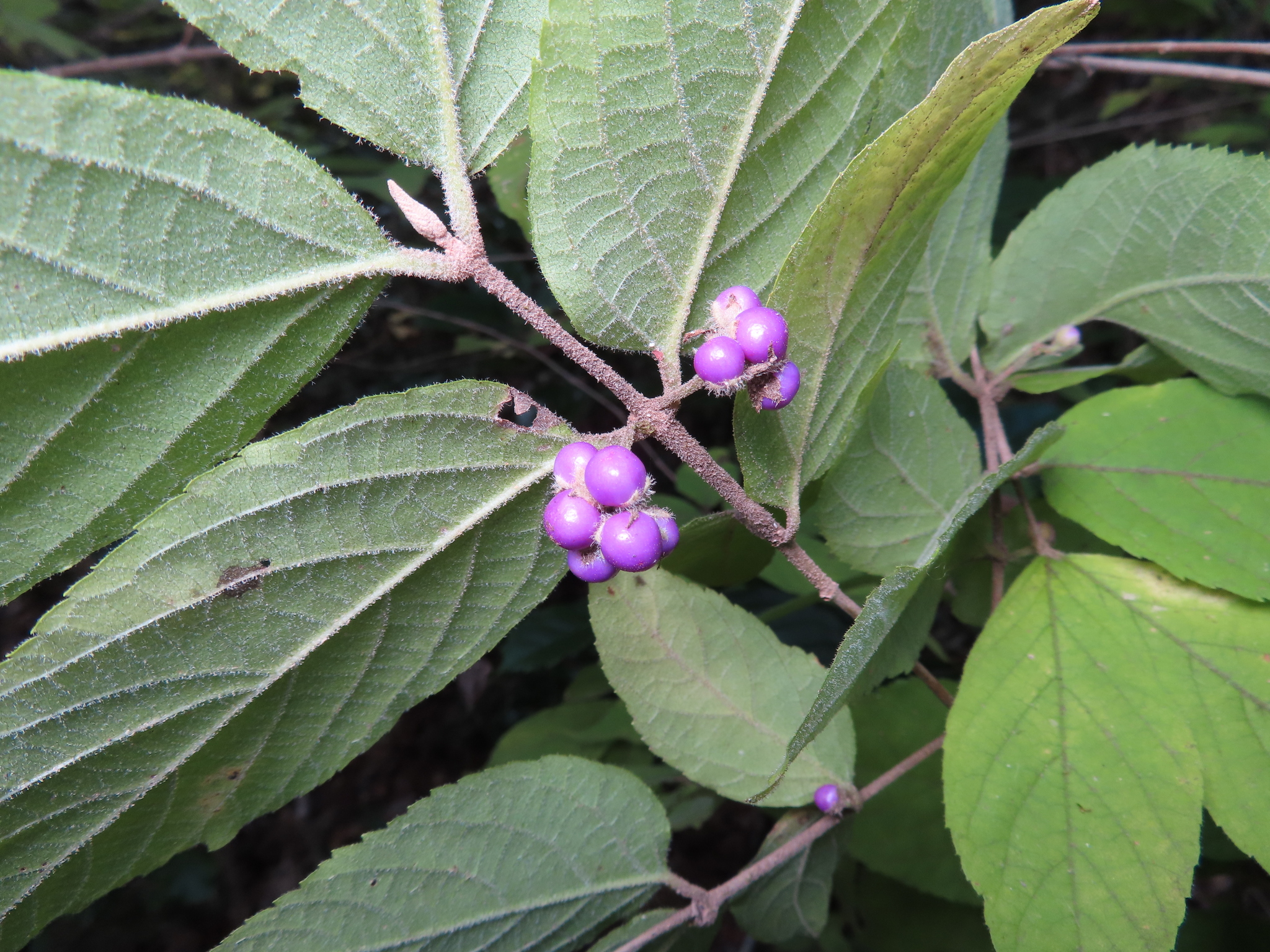 Callicarpa mollis Siebold & Zucc.
