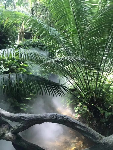 Cycas balansae · iNaturalist