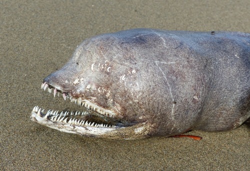 Snaggle-toothed Snake Eel (Aplatophis zorro) · iNaturalist