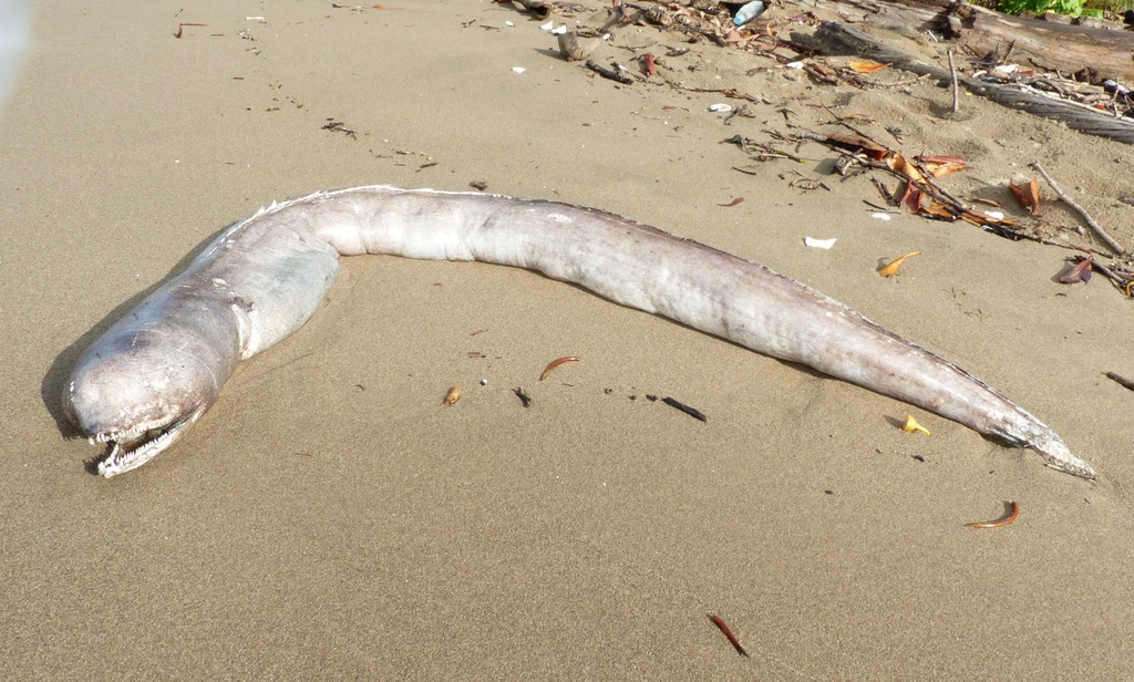 Snaggle-toothed Snake Eel (Aplatophis zorro) - Marine Life Identification